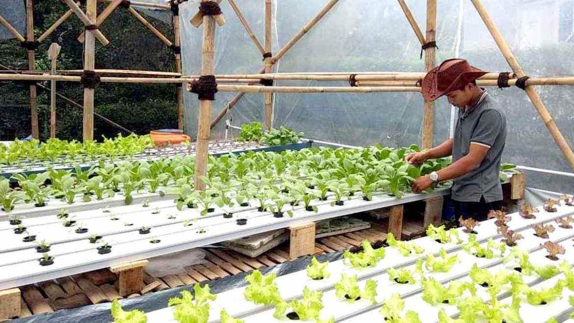 Warga Asal Sukajadi Manfaatkan Pekarangan Jadi Kebun Hidroponik - Infodesaku